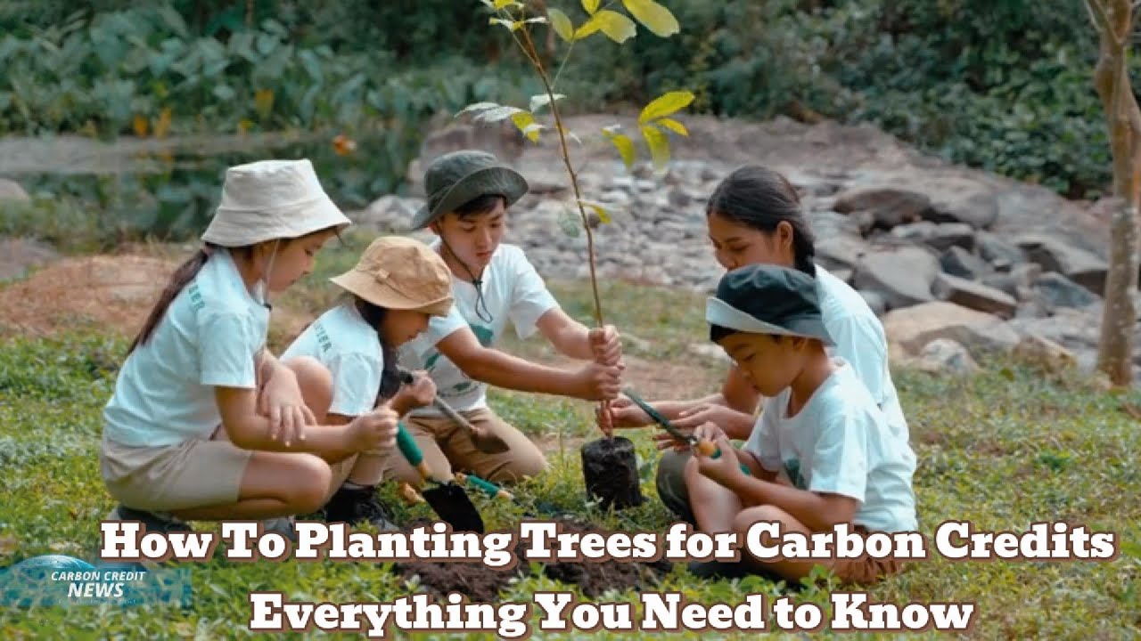 You Need To Know How Planting Trees For Carbon Credits 3 | Investor’s ...