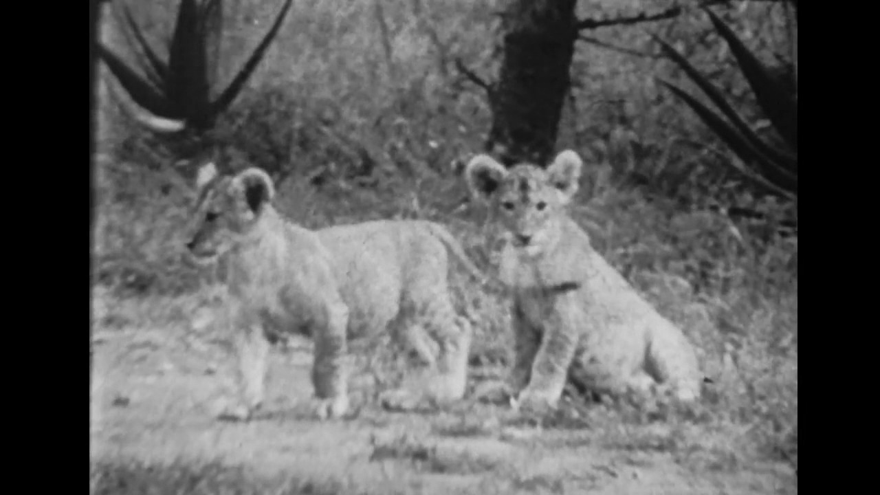 Amand and Michaela Denis 'feeding Lion Cubs' - YouTube