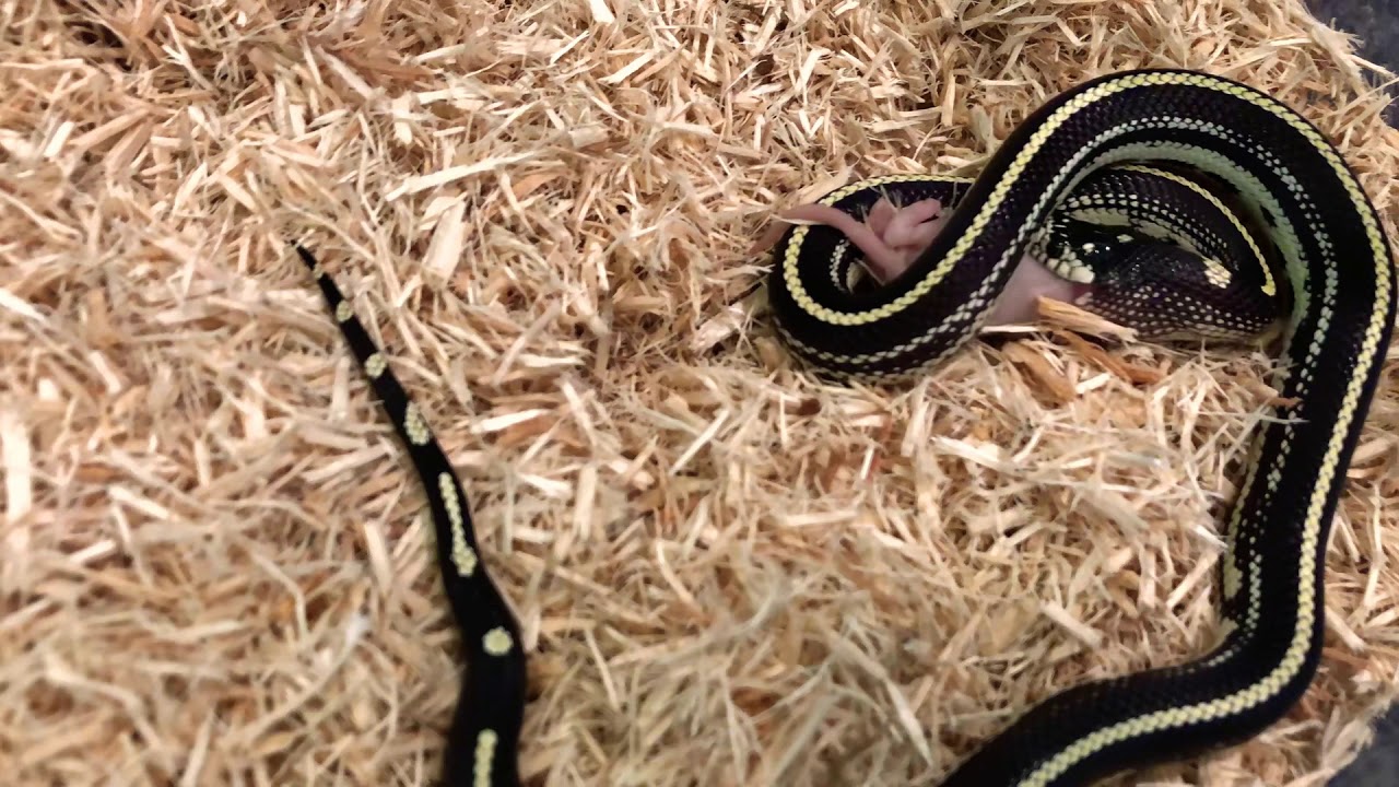 Time lapse of Suki my California King Snake eating - YouTube