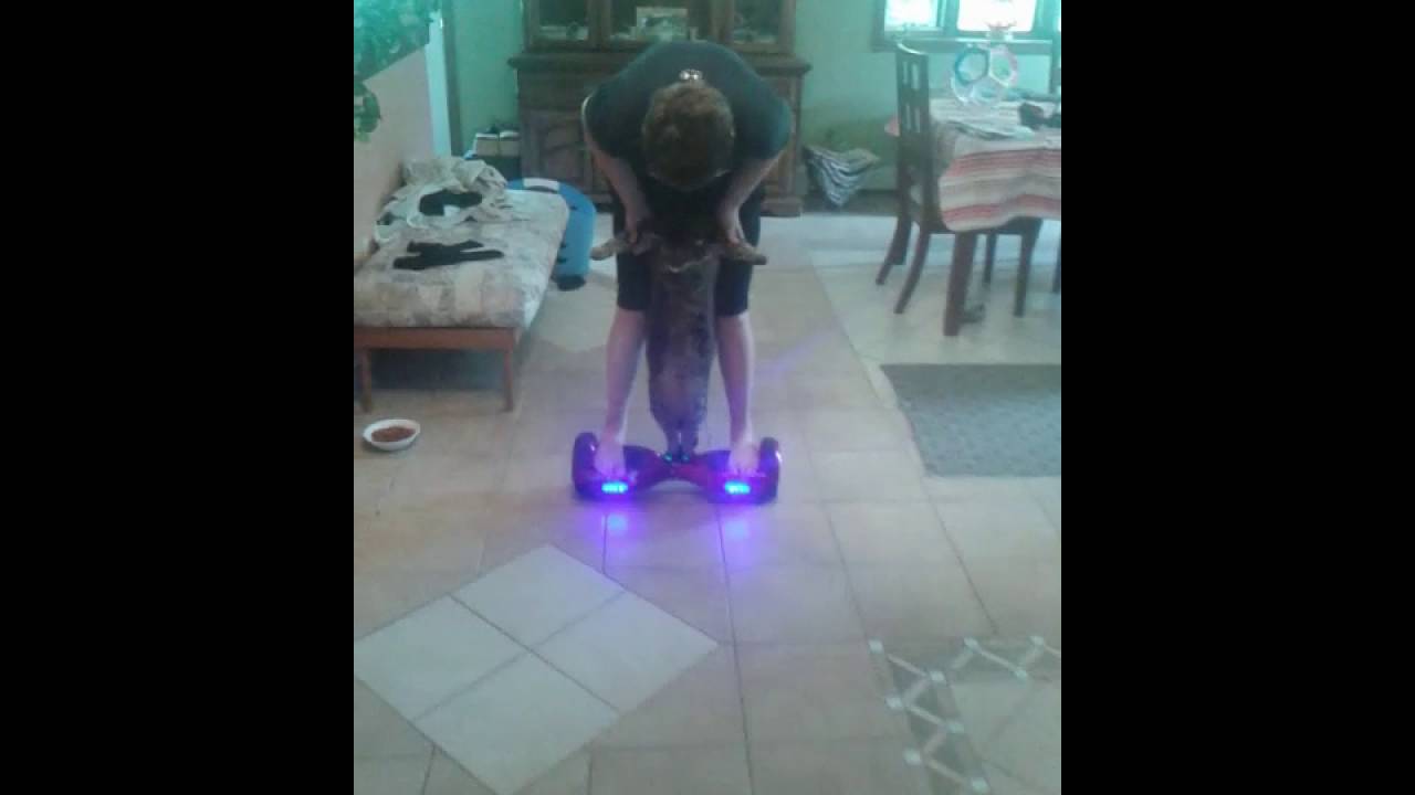 Cat riding a hoverboard - YouTube