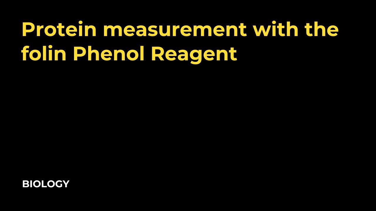Protein measurement with the folin Phenol Reagent - YouTube