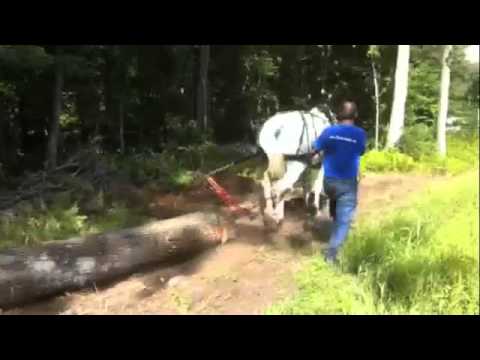Logging with Percherons: Diesel - YouTube