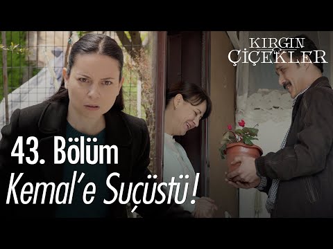 Kemal'e suçüstü! - Kırgın Çiçekler 43. Bölüm