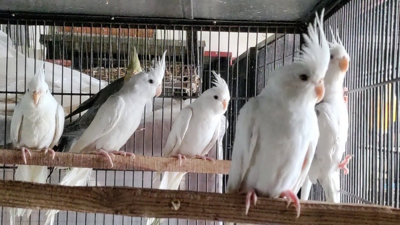 fancy parrats fancy birds different birds tootay - YouTube