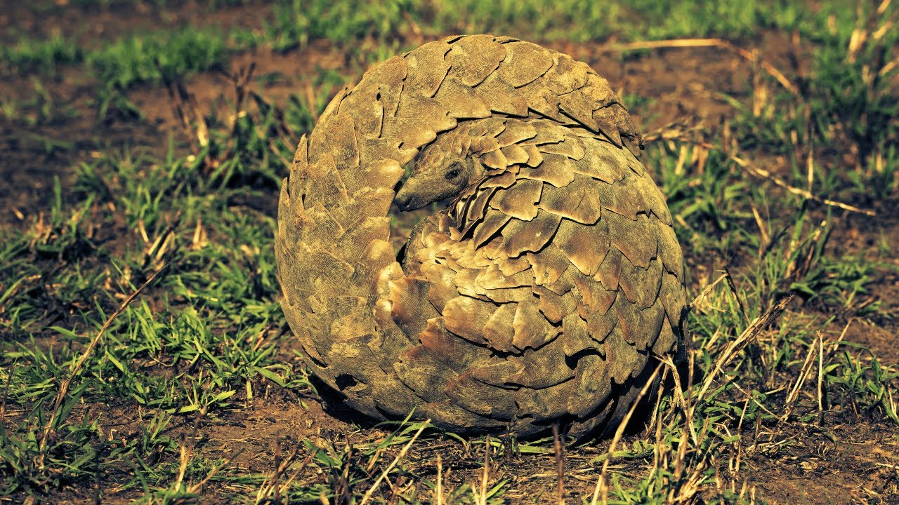 Pangolins: Cute, Armored, and Fighting for Survival - YouTube