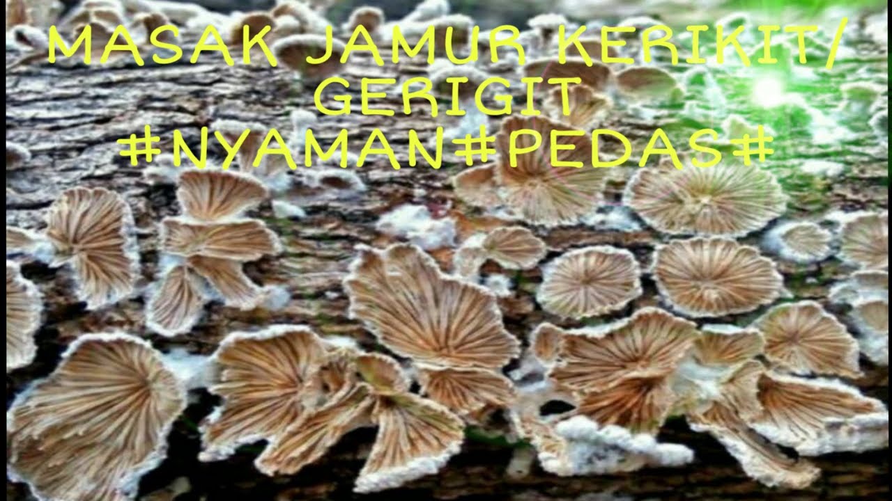 MASAK JAMUR /KULAT KERIKIT #NYAMAN BANAR#PEDAS# - YouTube