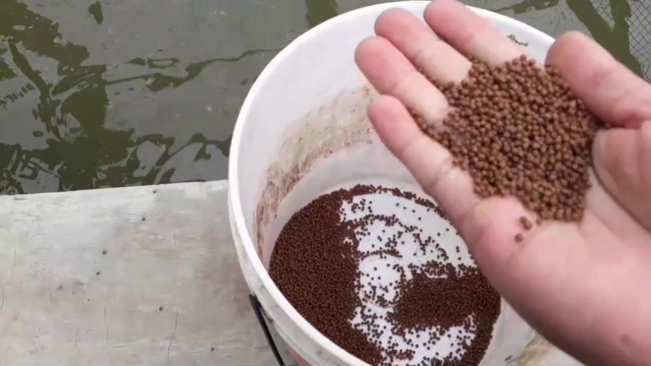 cara memberi pakan ikan lele supaya cepat besar dijamin 30 hari panen ...