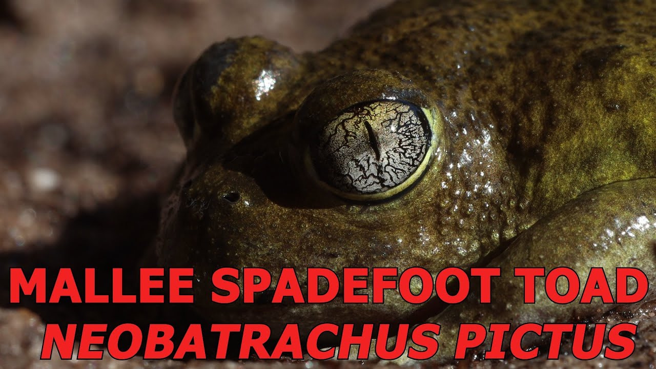 [4K] Painted Burrowing Frog - Neobatrachus Pictus - Nhill, Victoria ...