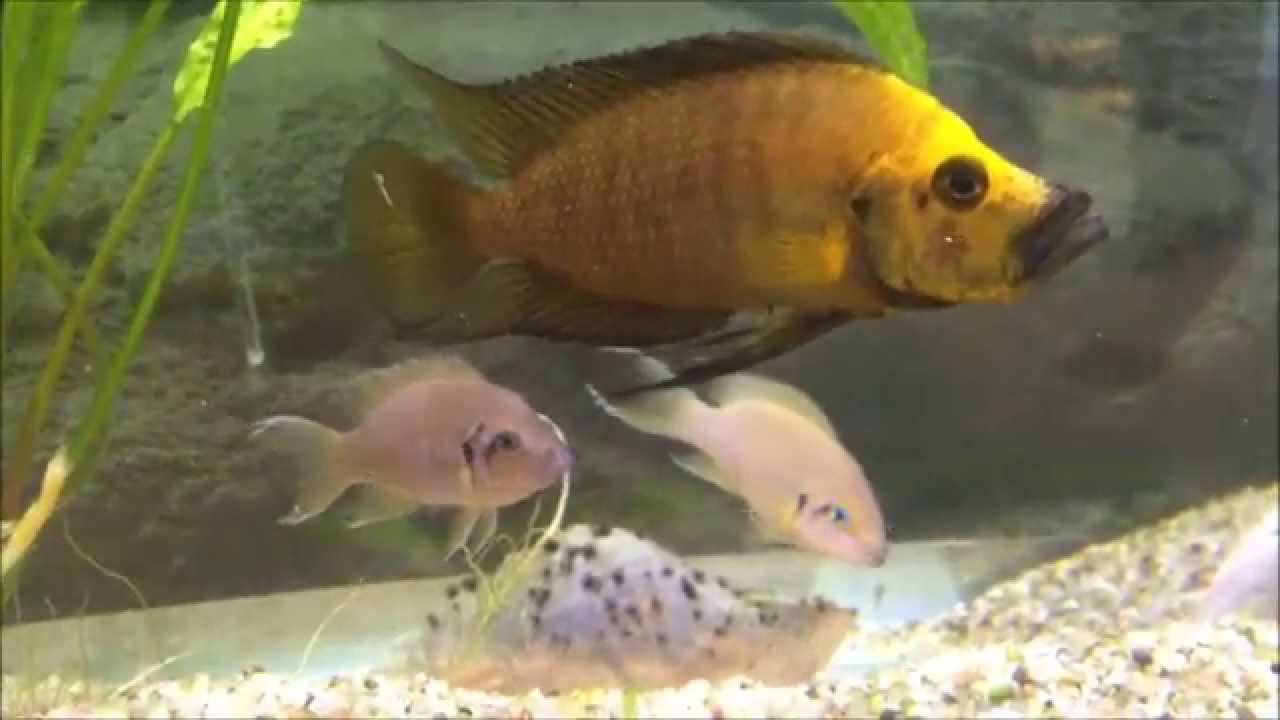 ALTOLAMPROLOGUS COMPRESSİCEPS GOLD HEAD - YouTube