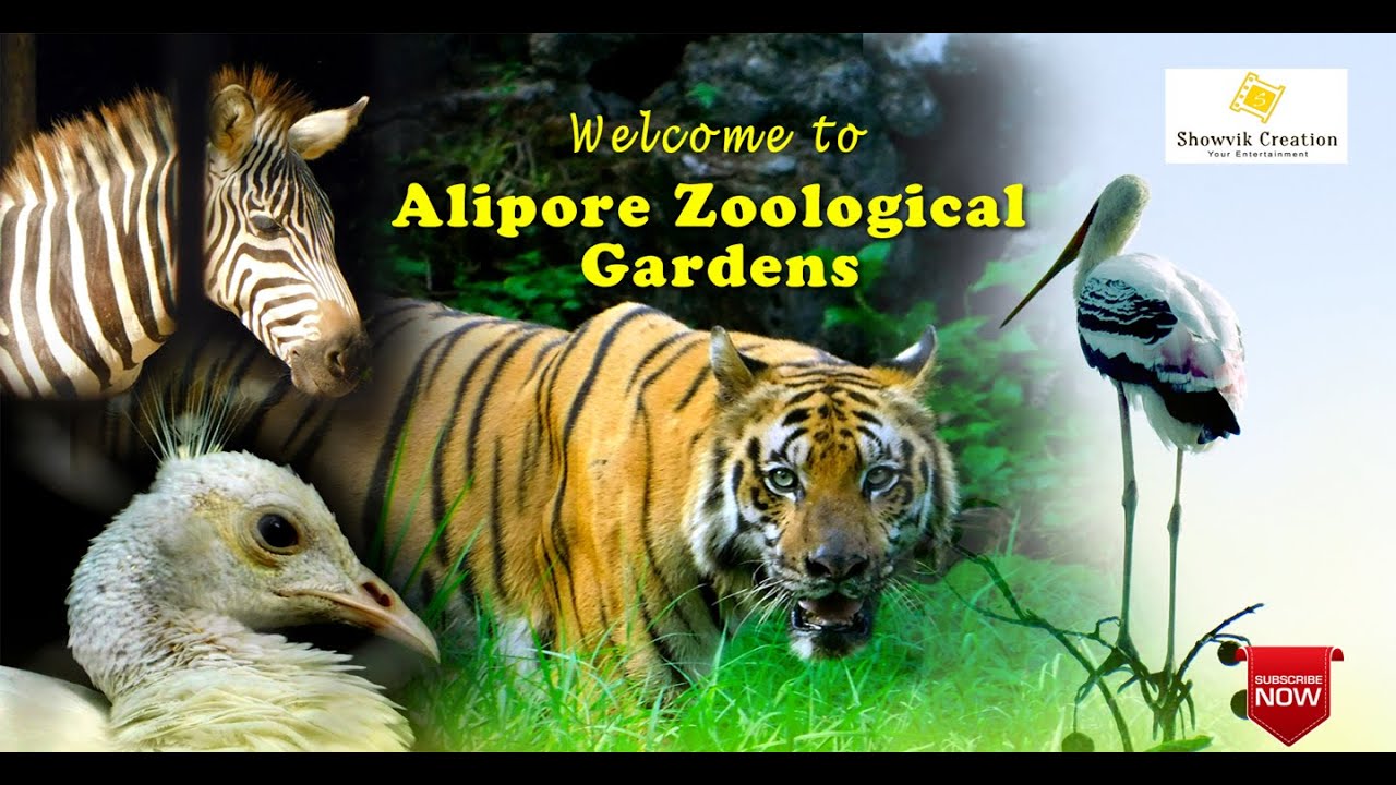 Alipore Zoological Gardens || Zoological Park in Kolkata || - YouTube