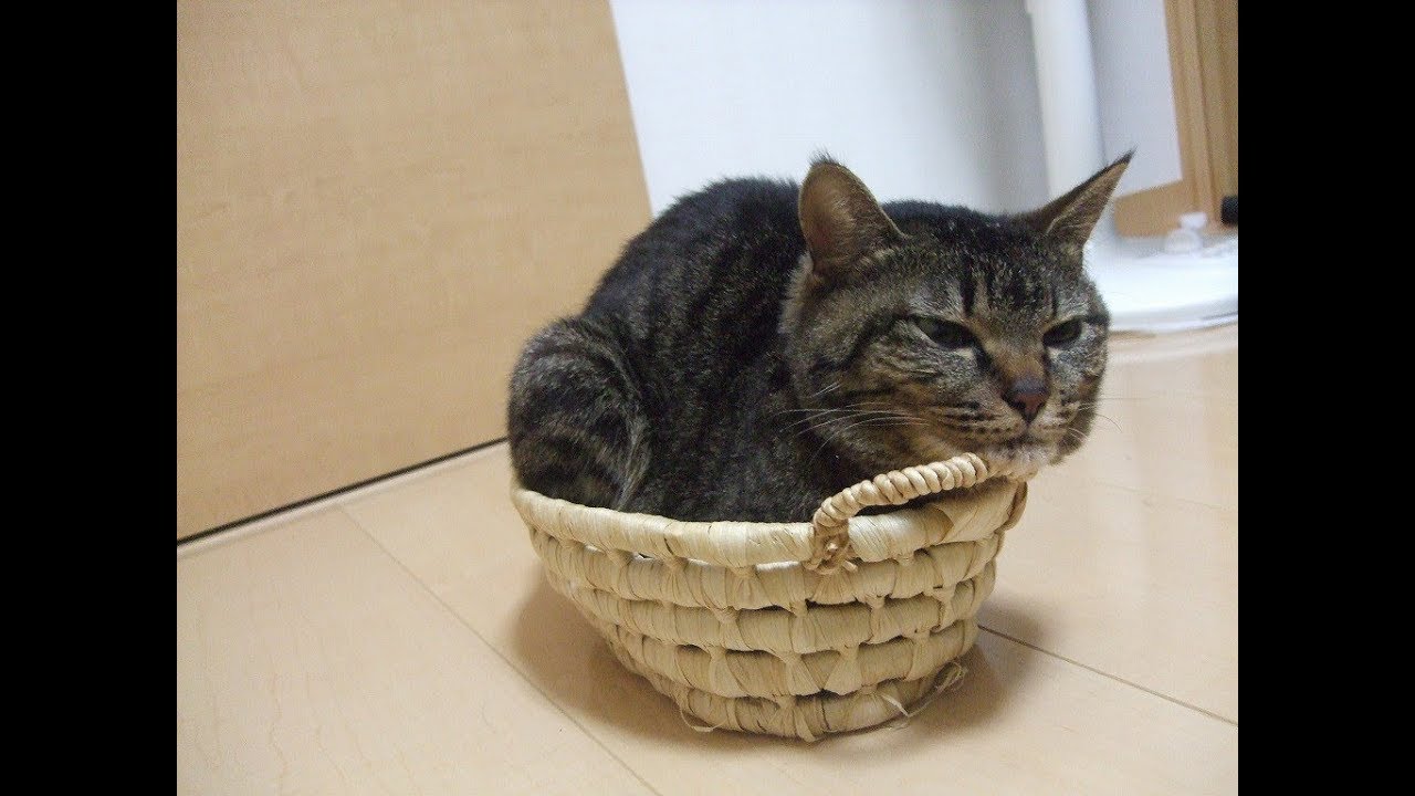 猫ちゃんの拗ねた姿＆仕草がかわいくてヤバい♡～Cute appearance and gesture that sulky cat ...