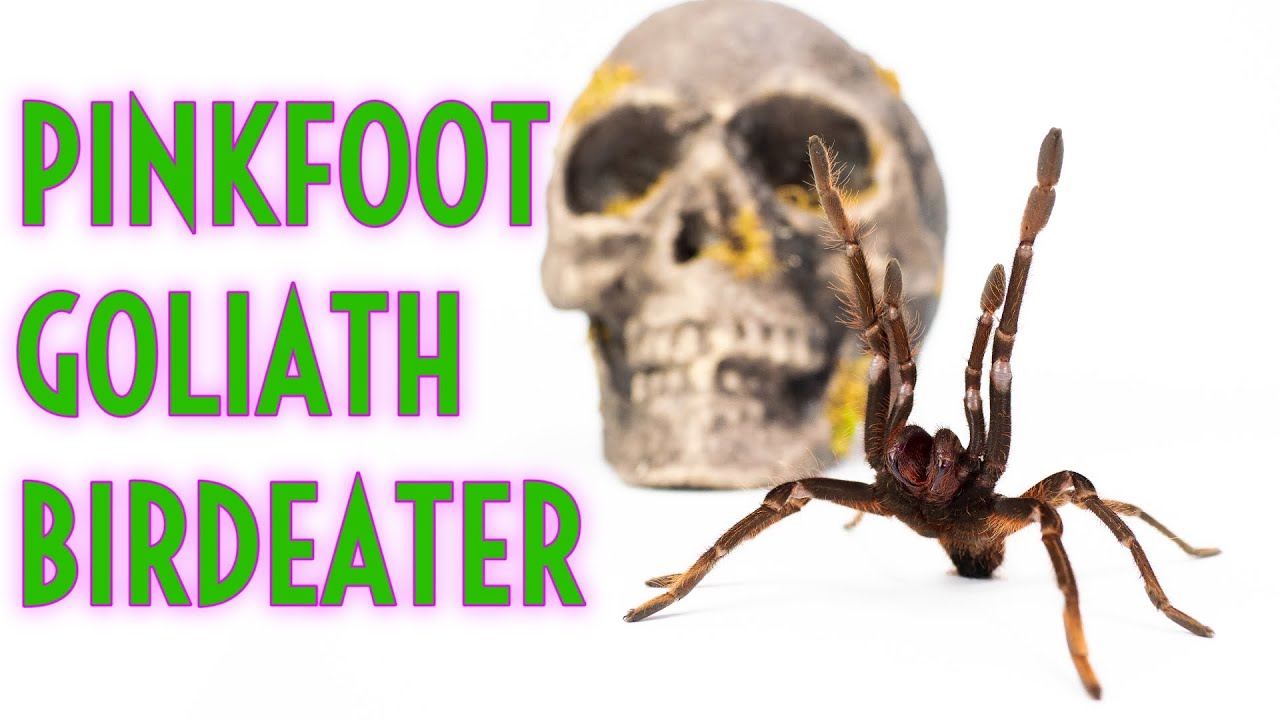 Goliath Birdeater Size Chart