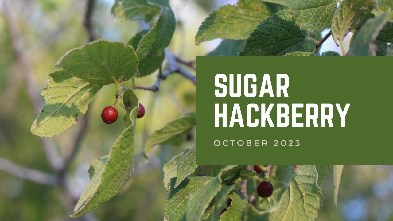 Sugar Hackberry | Plant of the Month - YouTube
