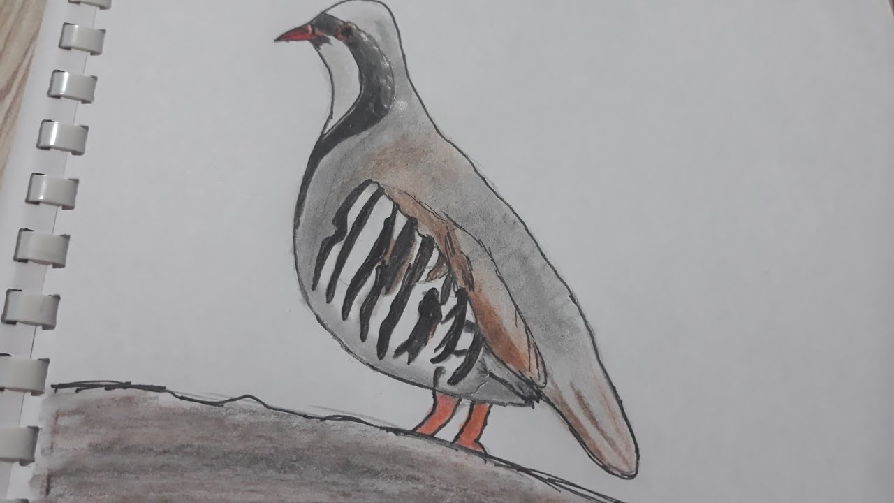 keklik nasıl çizilir #partridge how to draw - YouTube