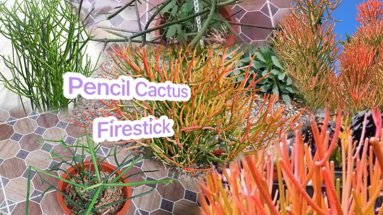 Pencil CACTUS Plant, EUPHORBIA Tirucalli (Firestick Cactus) Milk bush ...