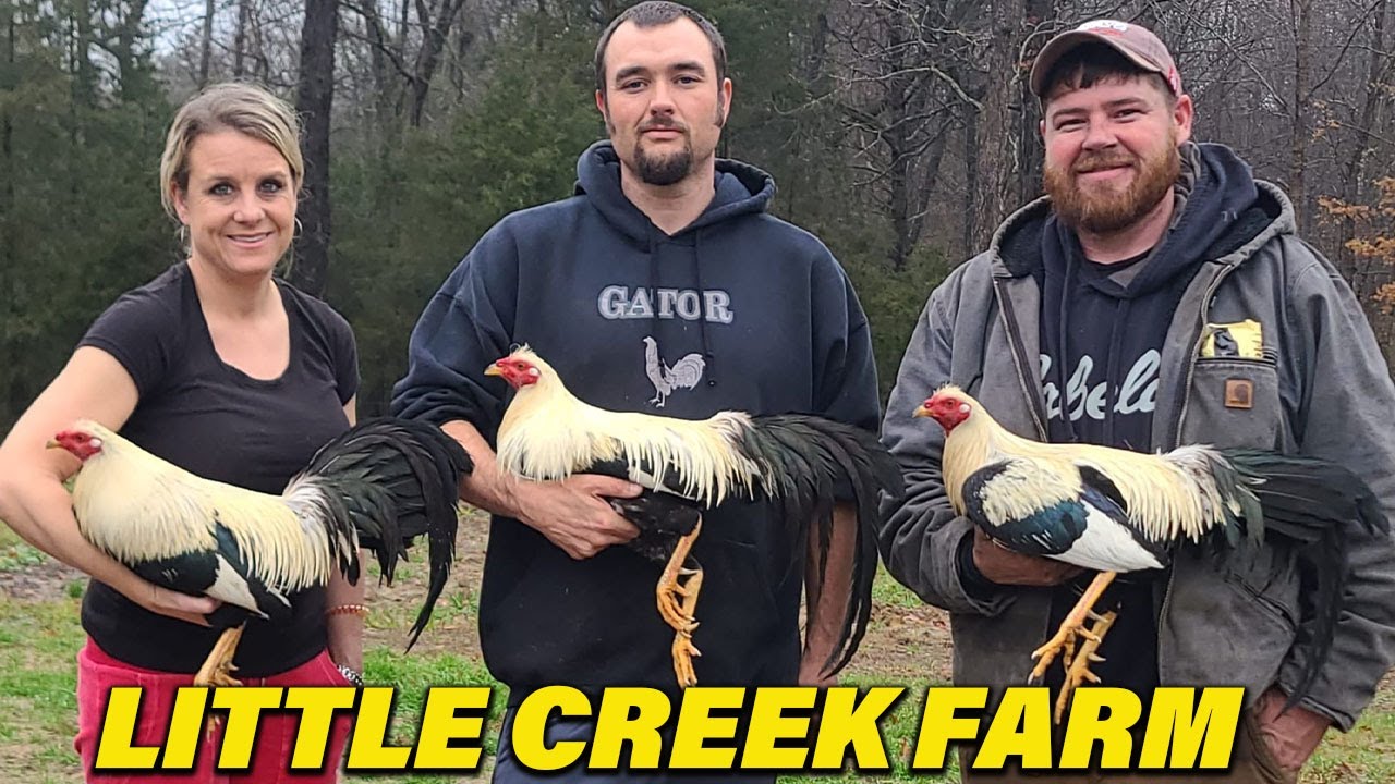 Boozer Dog Island Grey Little Creek Farm Beautiful Birds | Claude ...