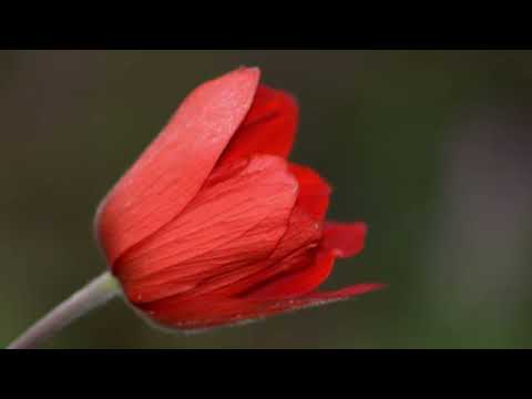 Manisa Şiiri ve Video Slaytı.