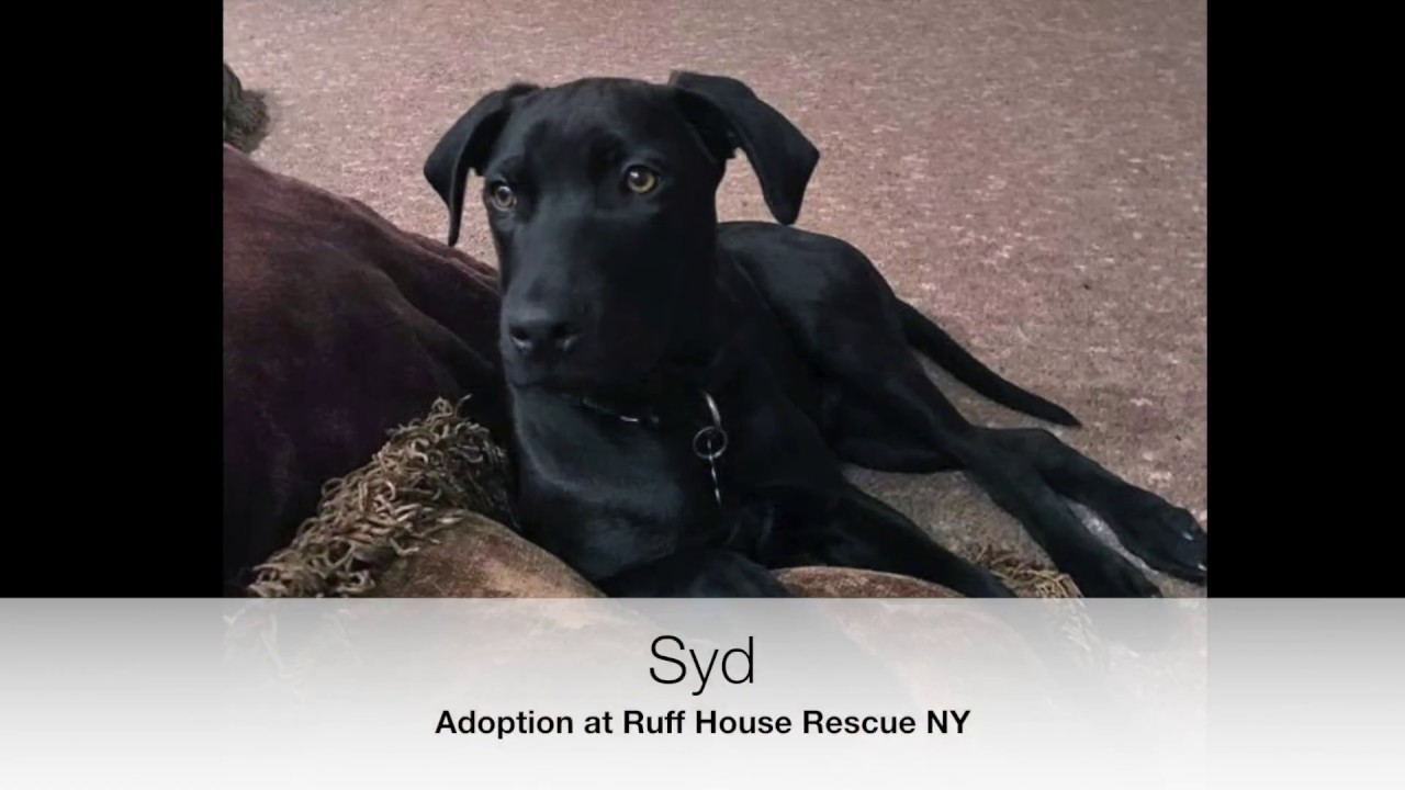 Syd for Adoption at Ruff House Rescue NY - YouTube
