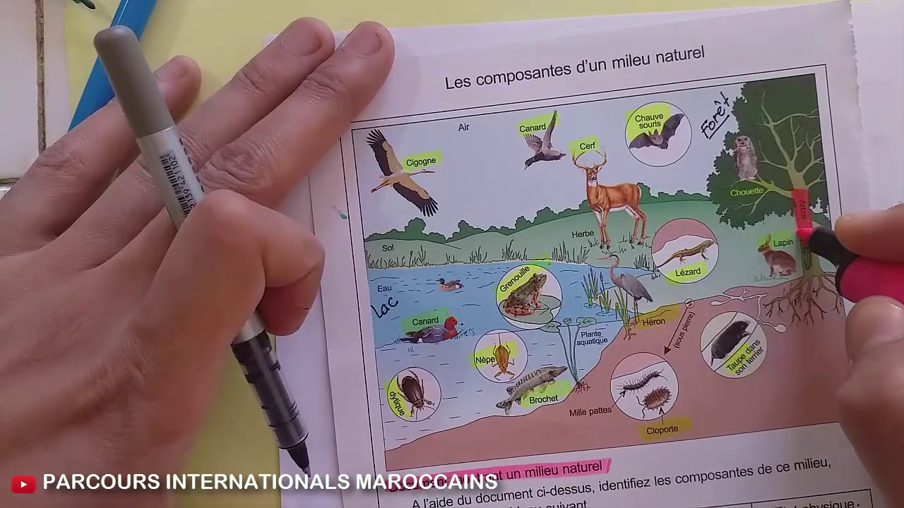 SVT 1AC BIOF Séance 6: Exercices milieu naturel - YouTube