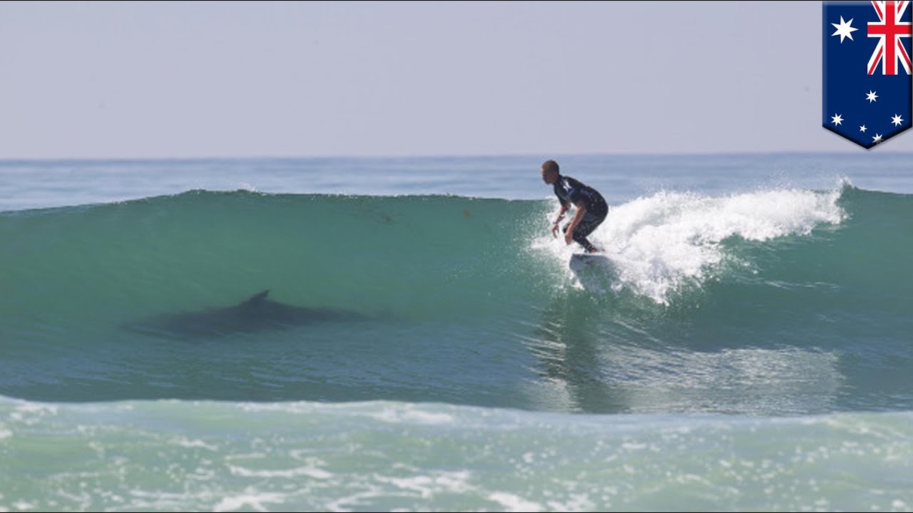 Un surfeur japonais perd ses deux jambes lors d’une attaque de requin ...