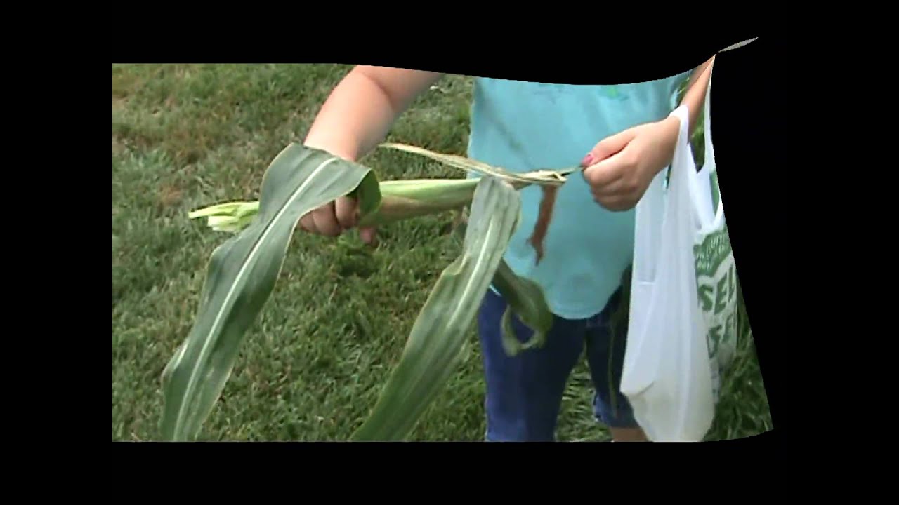 Maddy and me, picking rainbow Inca sweet corn - YouTube