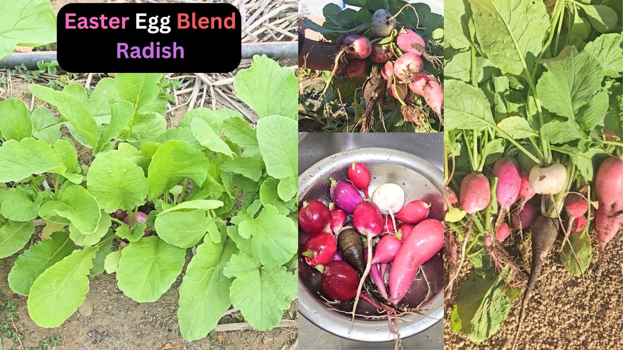 How to Grow Easter Egg Blend Radishes | Seed to Harvest | Mix of ...