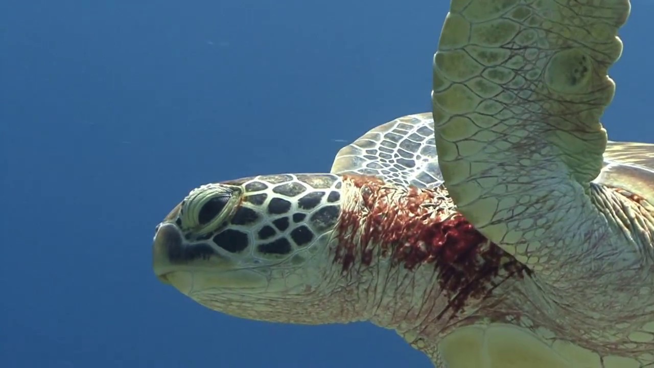 It Matters: Sea Turtle Hospital at Whitney Laboratory for Marine ...