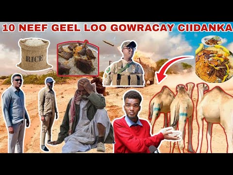 GUUL GUUL TAGERIDA & DHIRIGELINTA CIDANKA 10 NEEF GEEL & 254 ARI AH ...