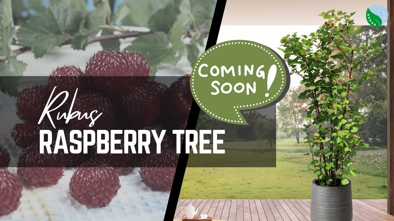 NEW: Rubus Raspberry Tree - YouTube