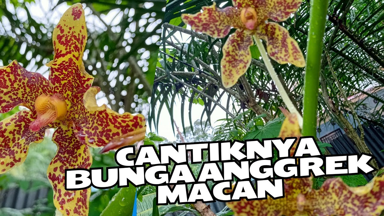 Akhirnya Bunga Anggrek Macan Mekar, Ini Hasil Penantian Selama 6 Tahun ...