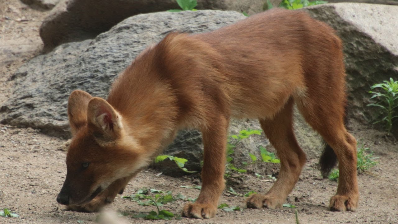 Asiatische Wildhunden Jungtiere / Dholes Cubs : ZOO Magdeburg 2020 ...