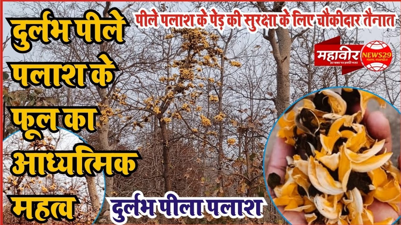 दुर्लभ पीले पलाश के फूल का आध्यत्मिक महत्व । Spiritual importance of ...