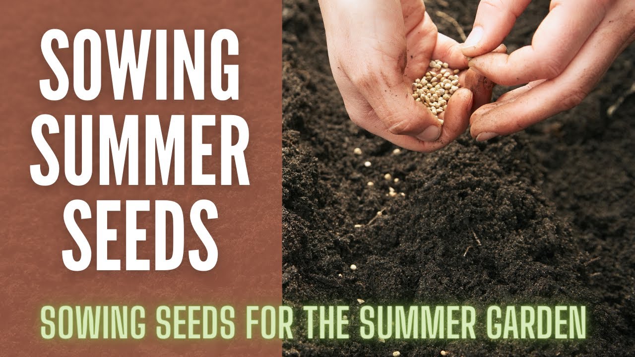 Sowing Seeds For The Summer 🌻🌻🌻 || Summer Seeds || Sowing Summer Seeds ...