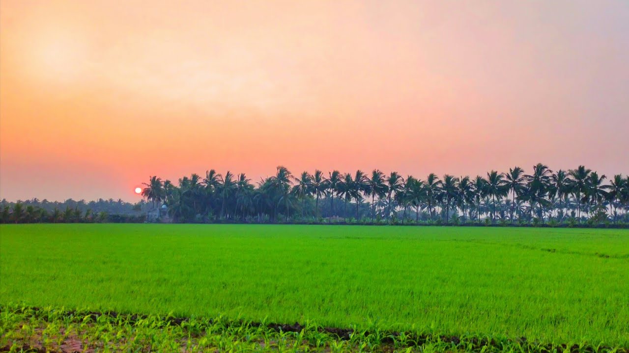 Village Farming Scenes || Beautiful Village Morning || Beautiful ...