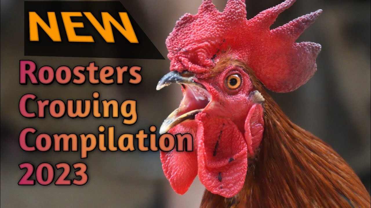 Rooster Crowing Compilation 2023 || Natural Rooster Crowing Sound ...