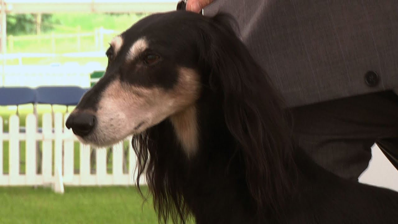 Southern Counties 2017 - Hound group Highlights - YouTube