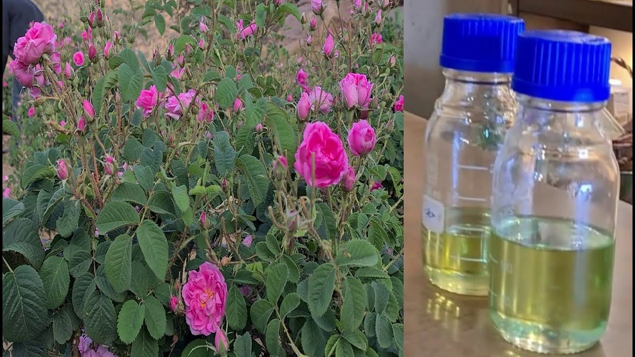 THE MAKING OF ROSE OIL PERFUME - How A Rose Oil Perfume Is Intricately ...
