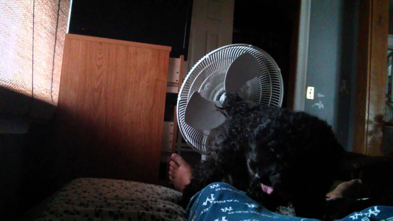 My dog humping my leg - YouTube