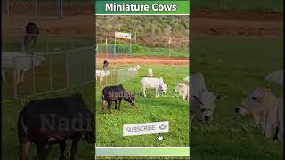 Miniature Punganuru Cow S Farm Ancient Indian Smallest Brahman Breed ...
