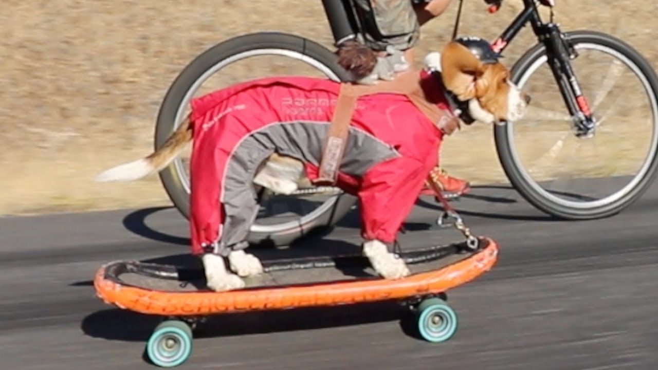 Jasper The Skate Dog: Beagle Down Maryhill - YouTube