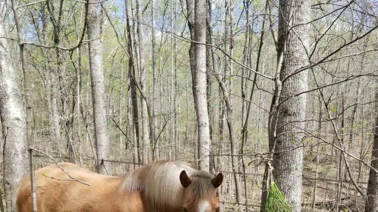 Small Scale Paddock Paradise-Phase I - YouTube