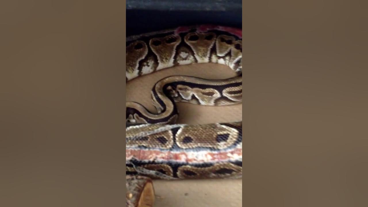 Injured Ball Python sheds its skin - YouTube
