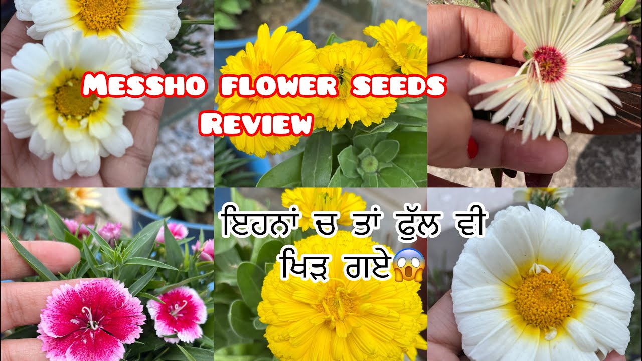 Meesho flower seeds Review|| Meesho ਤੋਂ ਖਰੀਦੇ ਸੀ ਫੁੱਲਾਂ ਦੇ ਬੀਜ।। Let's ...