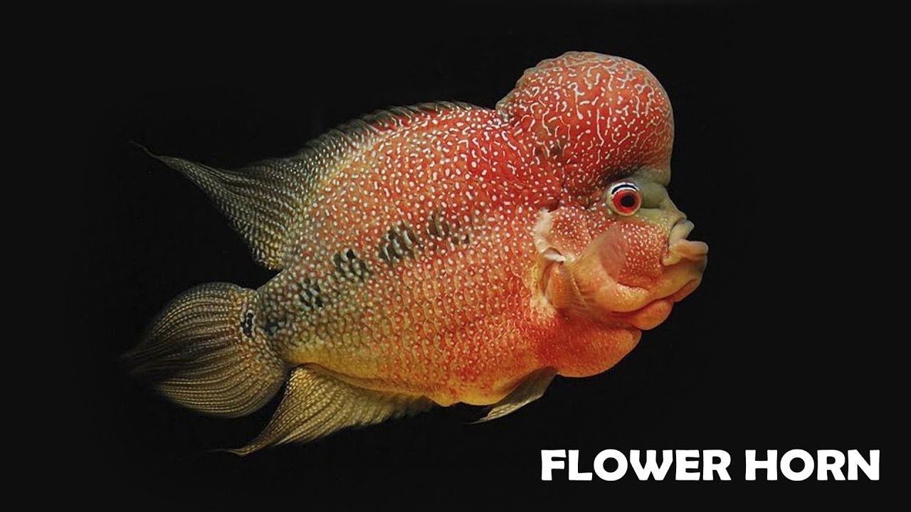 FLOWER HORN | Cuidados y Alimetación | Pez Flower Horn | AcuariosLP ...