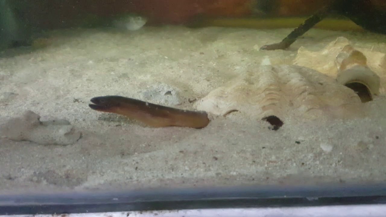 Eels loves burrowing..like moles .. Spaghetti eels and whitecheek moray ...