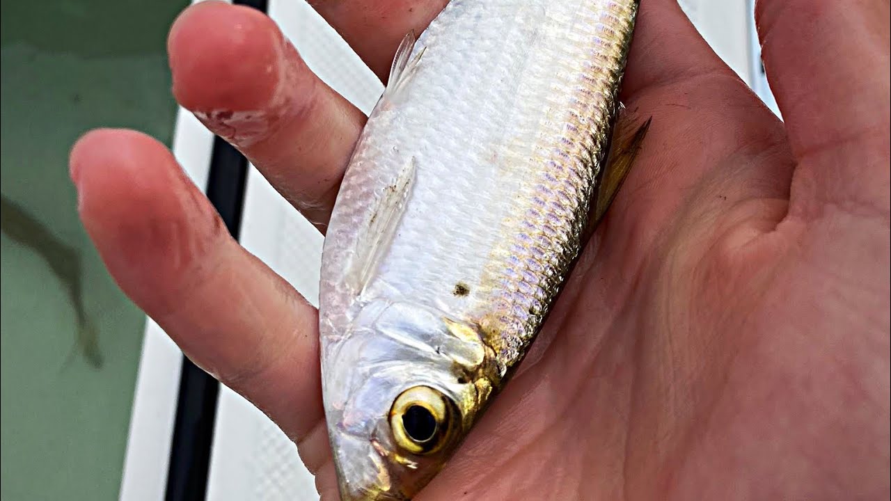 USING LIVE PILCHARDS TO SIGHTFISH TARPON AND SNOOK IN THE INDIAN RIVER ...