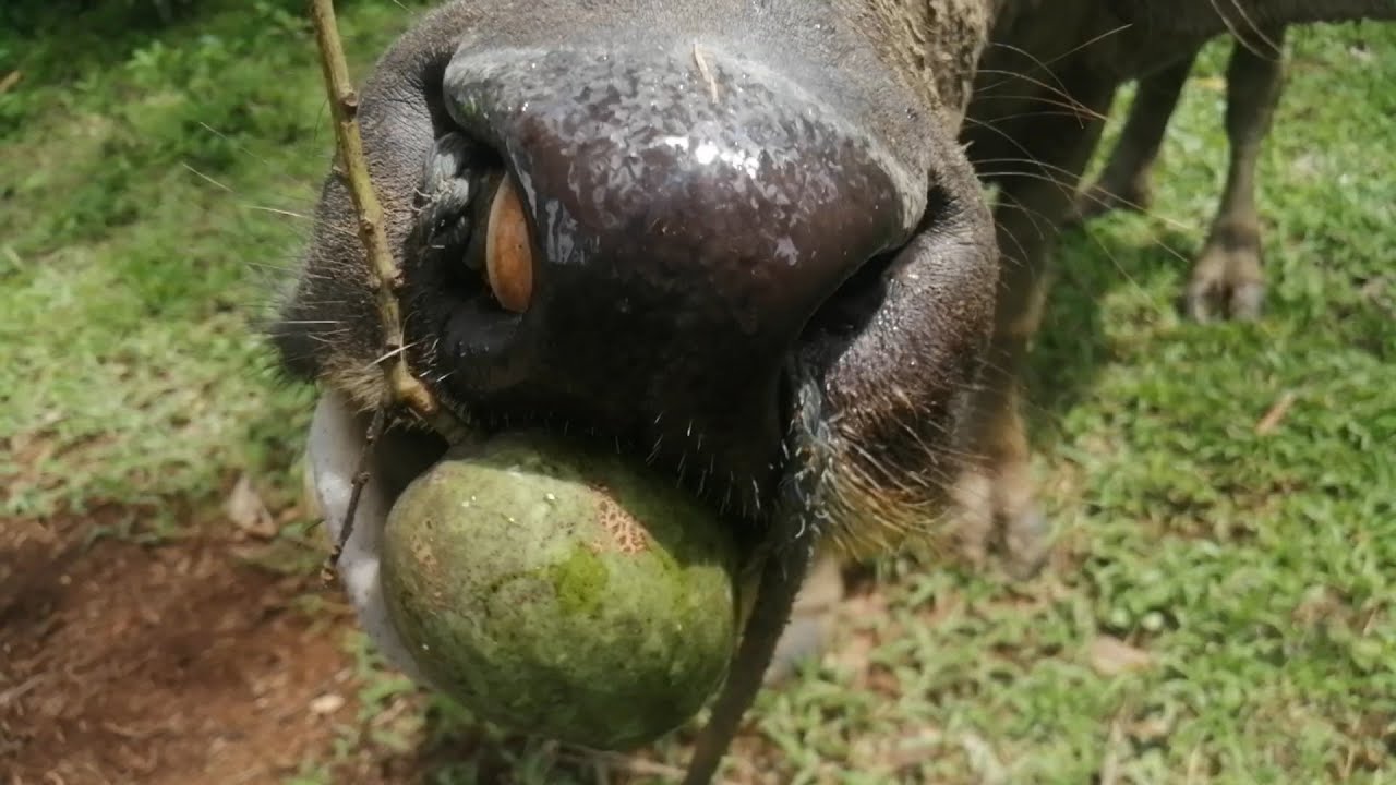 Why carabao eat this food? - YouTube
