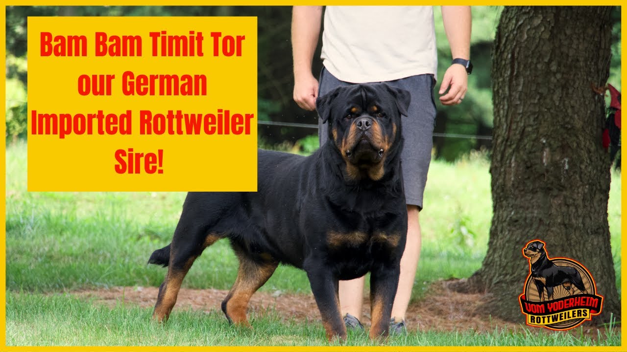 Bam Bam Timit Tor our German Imported Rottweiler Sire! Built Big and ...