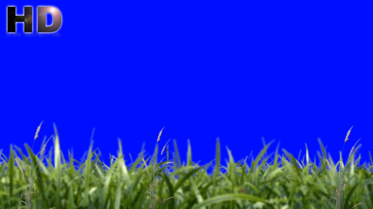 Waving Grass Blue Screen. No copyright claim video - YouTube