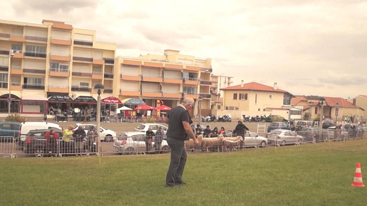 Premier parcours troupeau de Gandja - YouTube